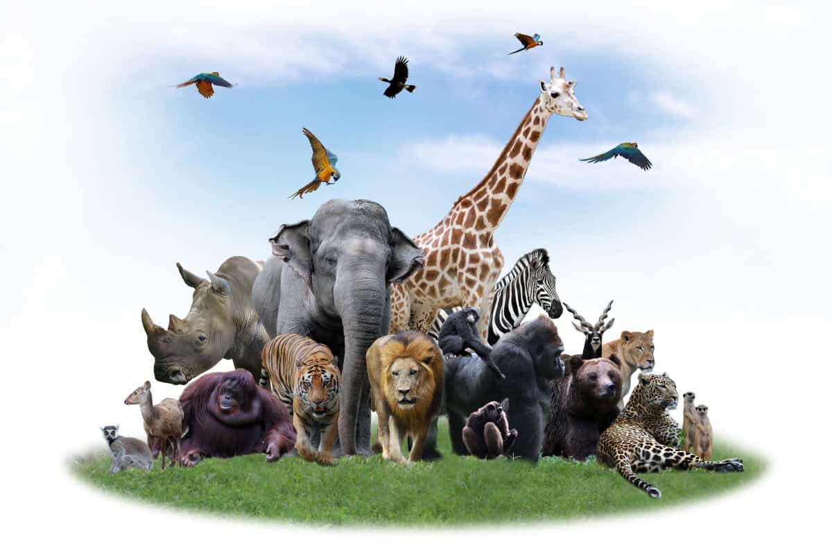 Egzotične životinje i njihovi neobični običaji - Gooda.rs